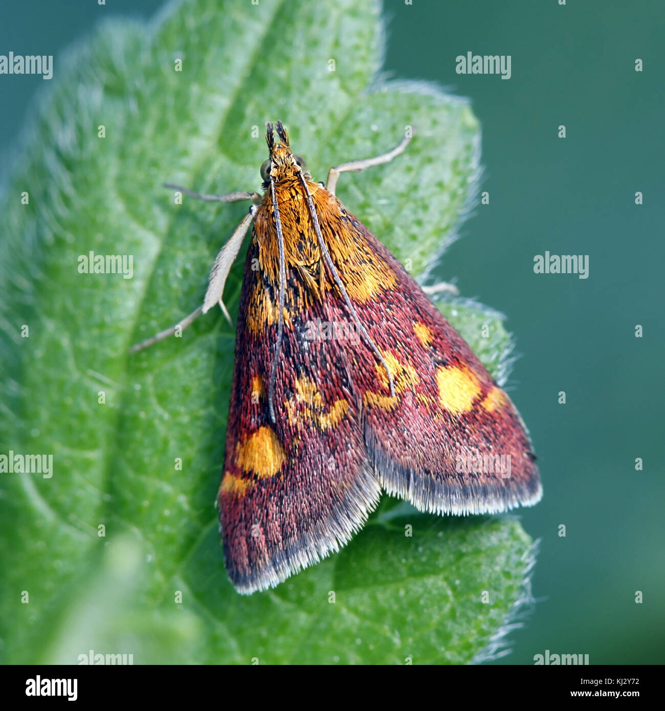 Common Purple & Gold. Pyrausta purpuralis Stock Photo - Alamy