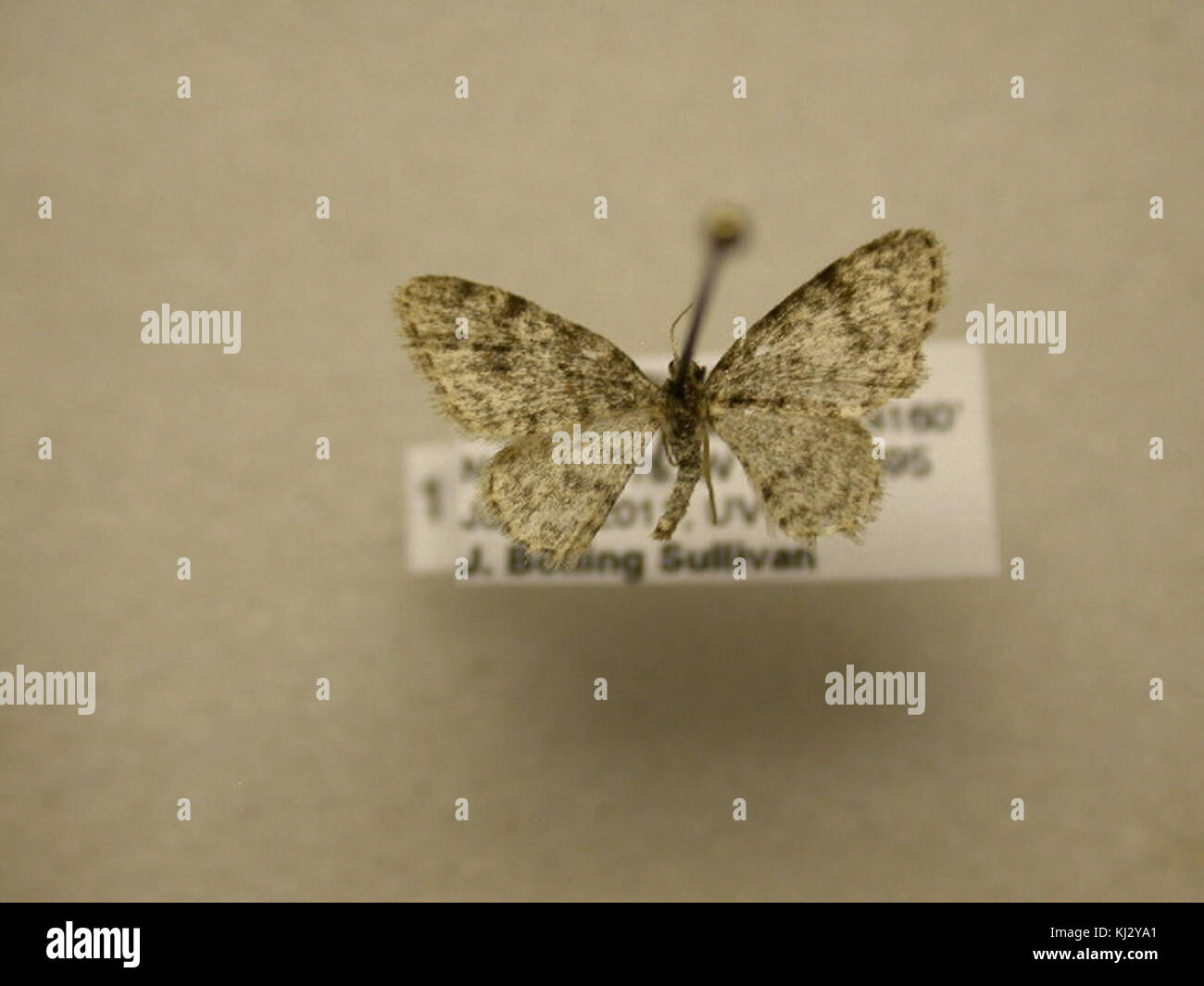 Hydrelia hi-res stock photography and images - Alamy