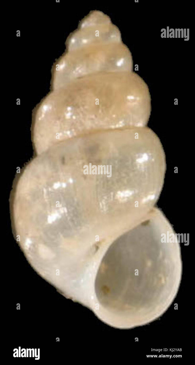 Hydrobia ventrosa shell Stock Photo - Alamy