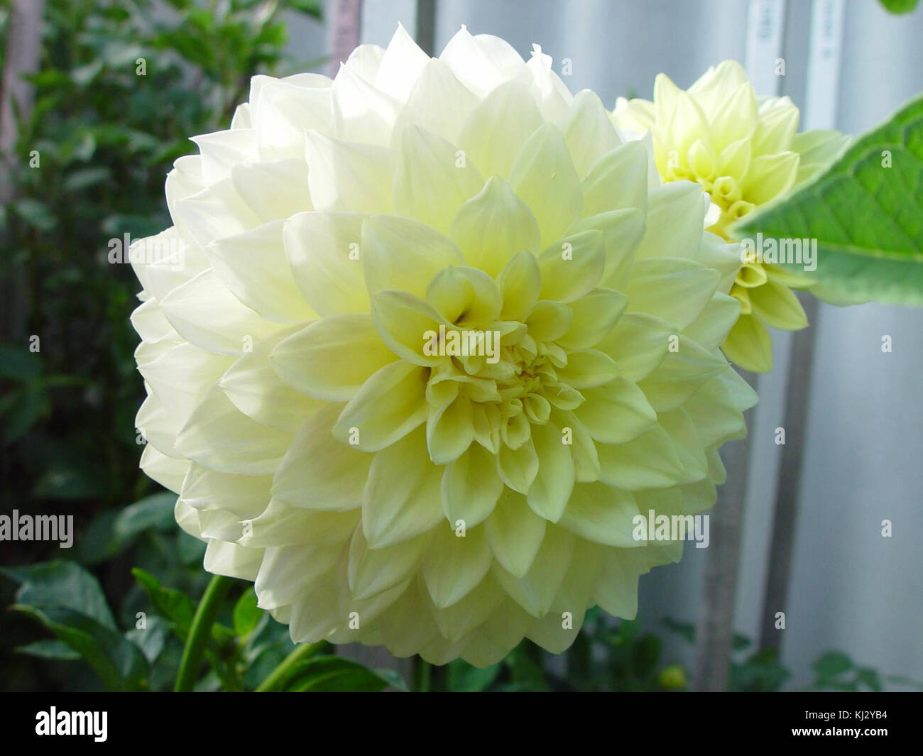 Roger plant hi-res stock photography and images - Alamy