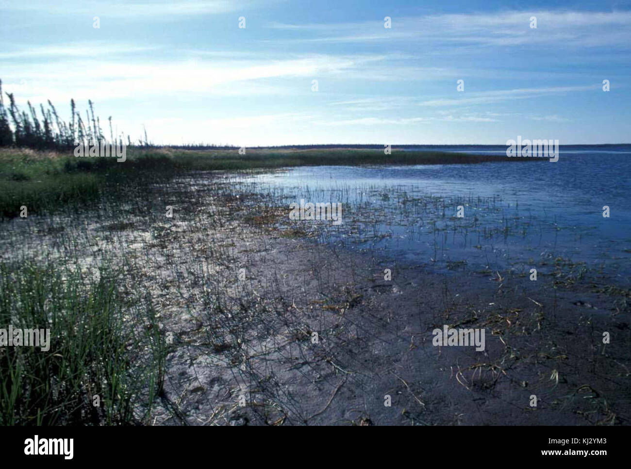 Shoreline vegetation in mud Stock Photo - Alamy
