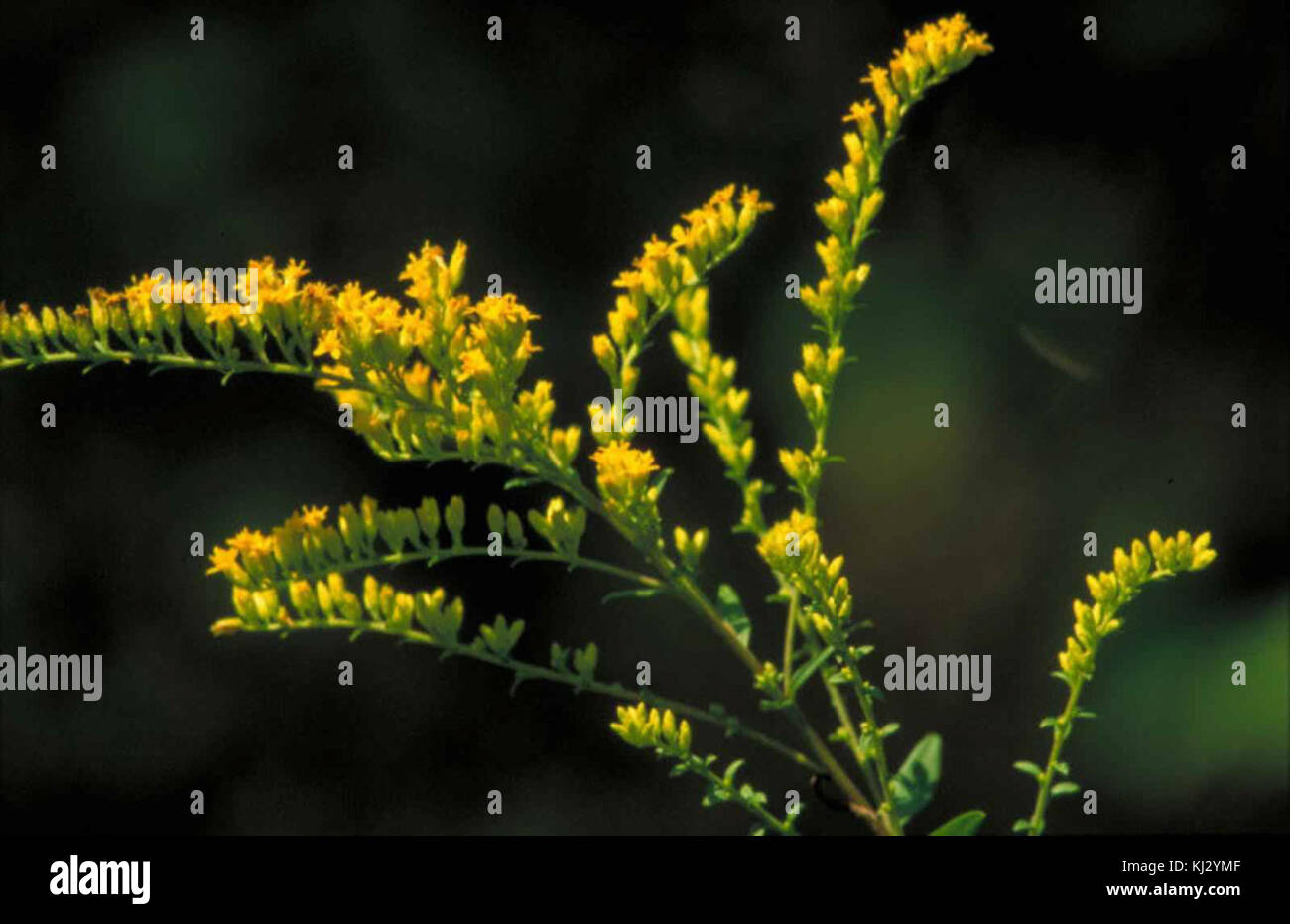 Short's goldenrod (Solidago shortii) is a rare and endangered species ...