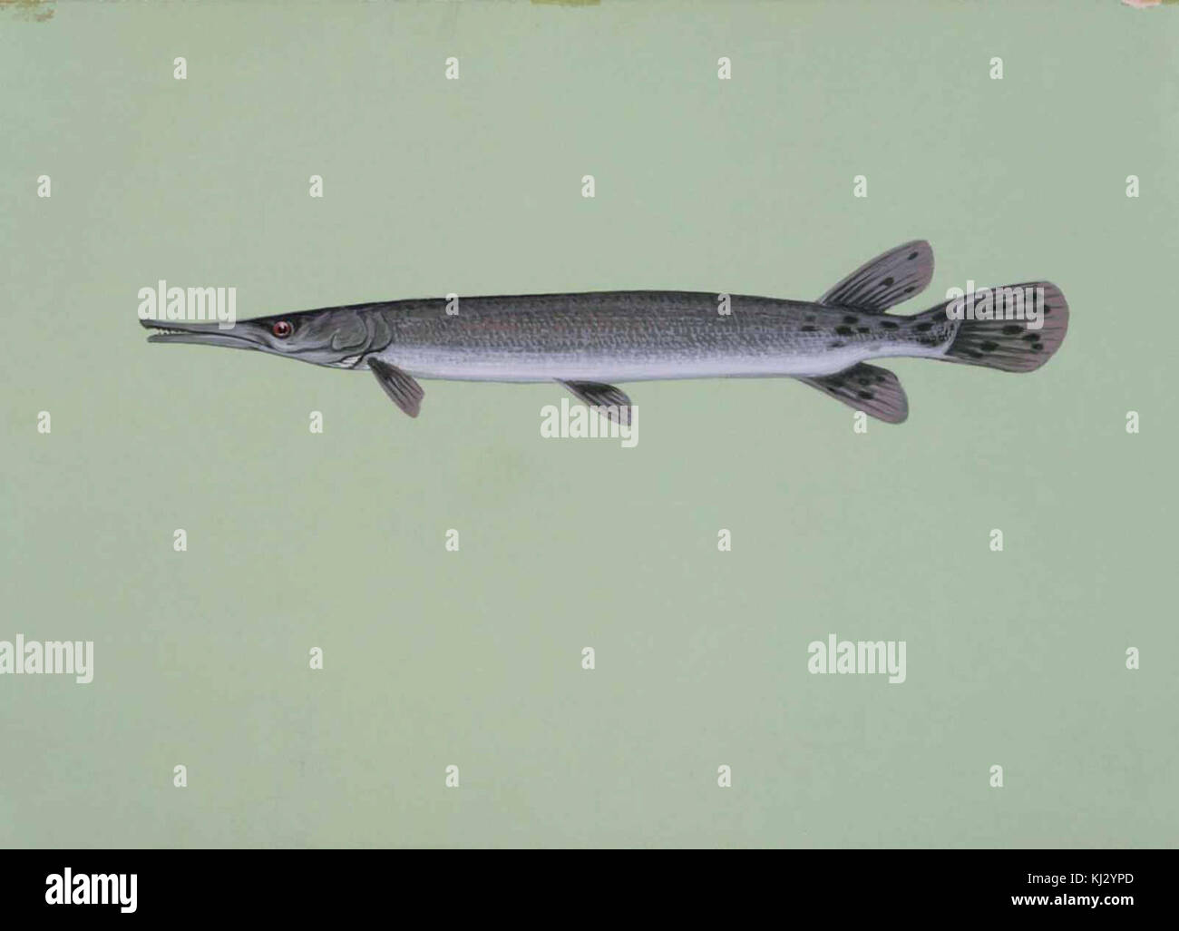 Shortnose gar fish lepisosteus platostomus Stock Photo - Alamy