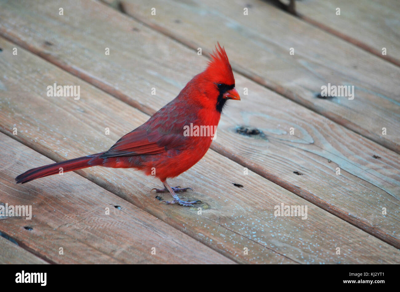 Red Cardinal Bird on Weathered Rustic Gray Deck Boards Stock Photo - Alamy