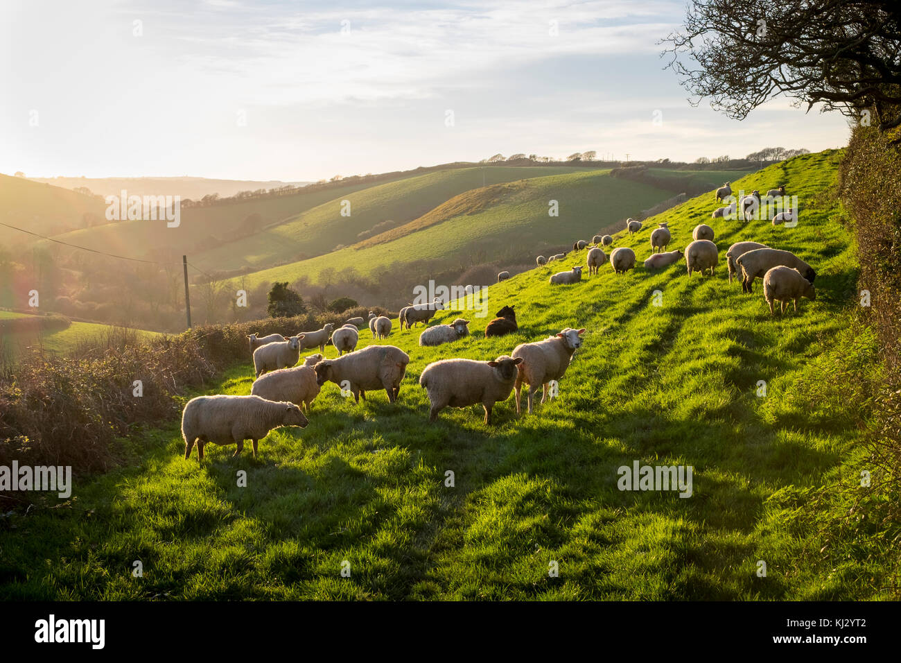 English sheep farm hi-res stock photography and images - Alamy