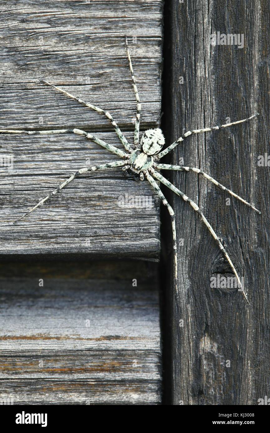 Lichen running-spider, Philodromus margaritatus Stock Photo - Alamy