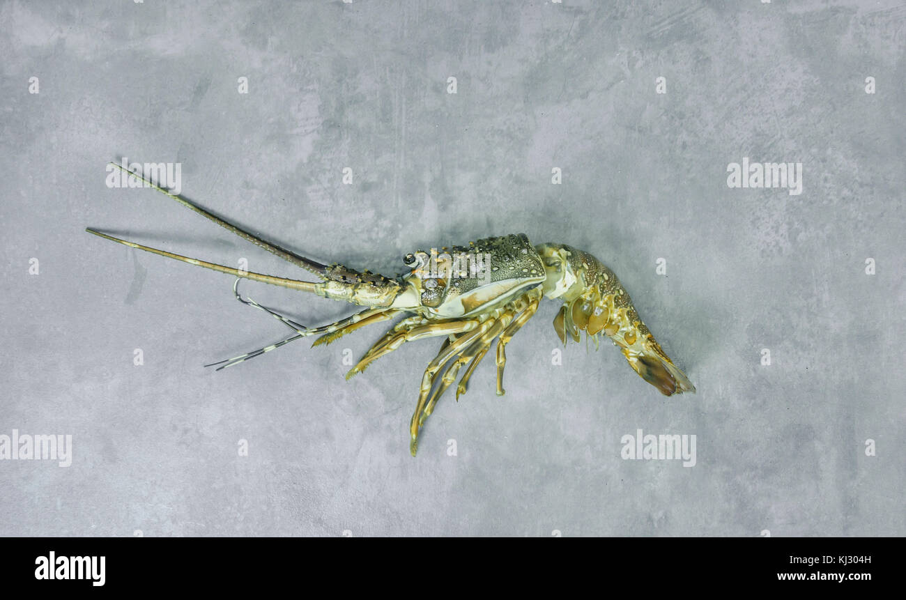 top view fresh uncooked raw lobster ready for cooking Stock Photo - Alamy