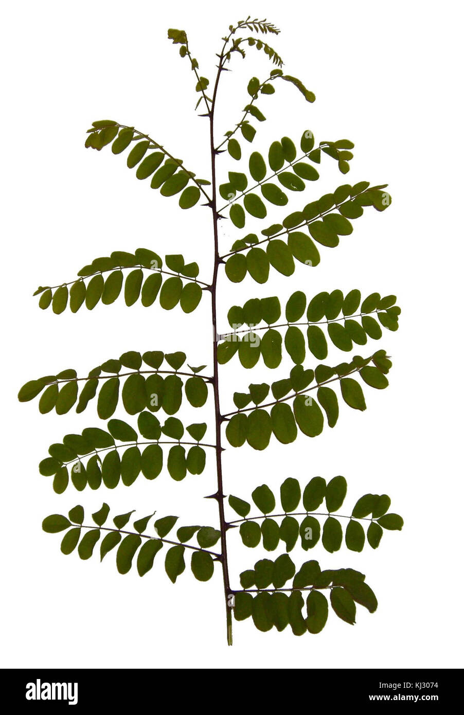 Leaf leaves branch acacia Stock Photo - Alamy