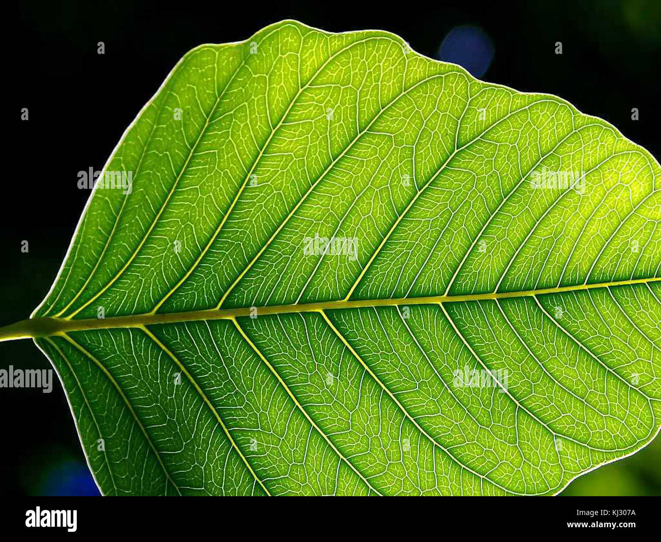 Leaf 1 web Stock Photo - Alamy