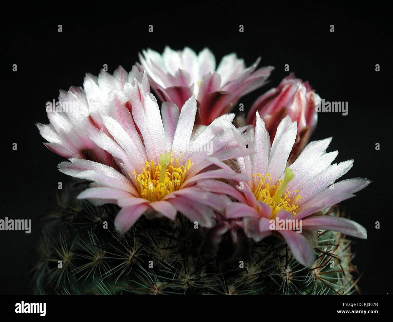 Light pink cactus flower Stock Photo - Alamy
