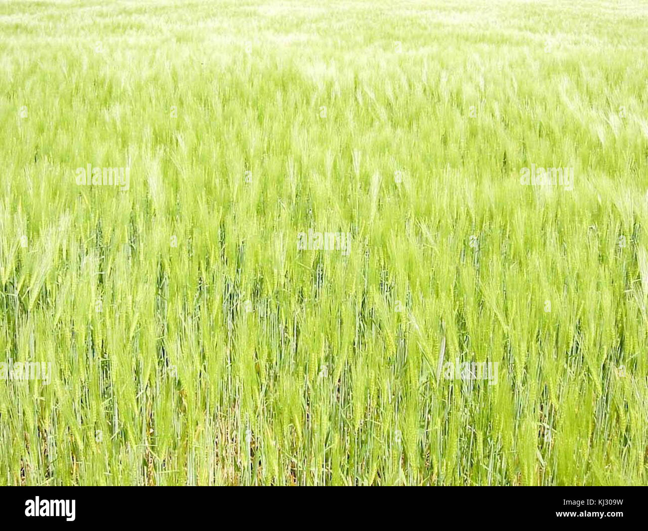 Green oat production hi-res stock photography and images - Alamy