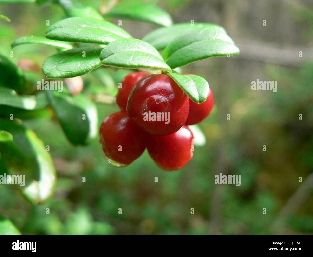 Lingonberries on tree Stock Photo - Alamy