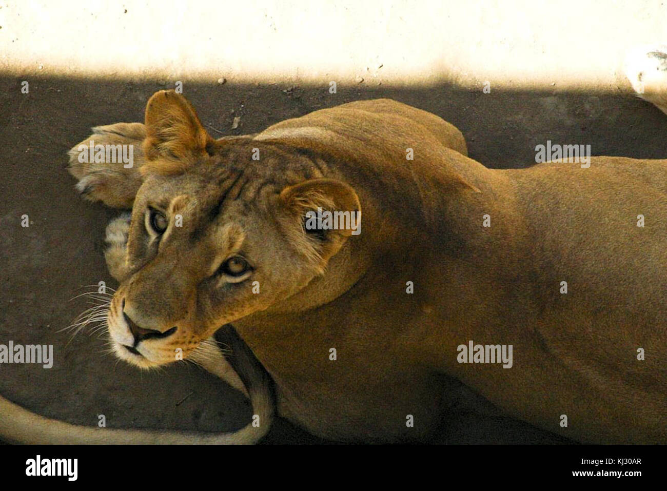 Lion female animal Stock Photo - Alamy