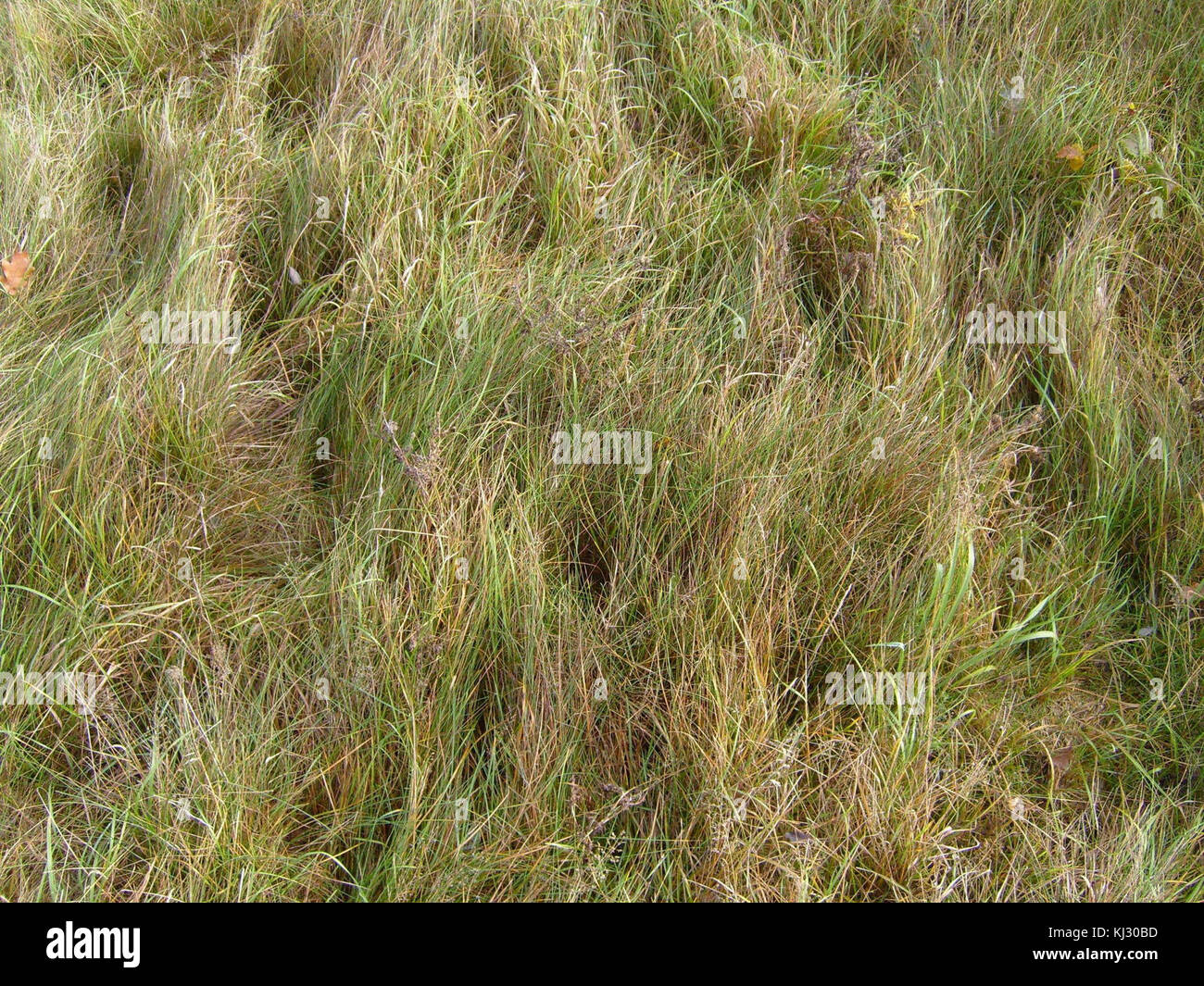 Long autumn grass Stock Photo - Alamy