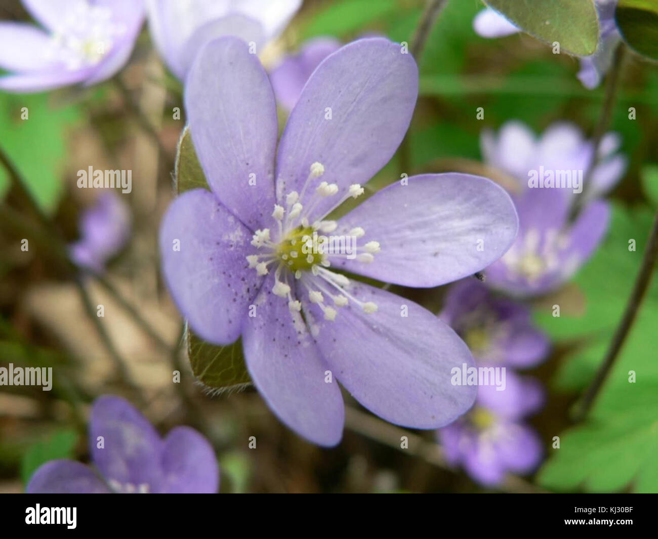 Liverleaf flower macro Stock Photo - Alamy
