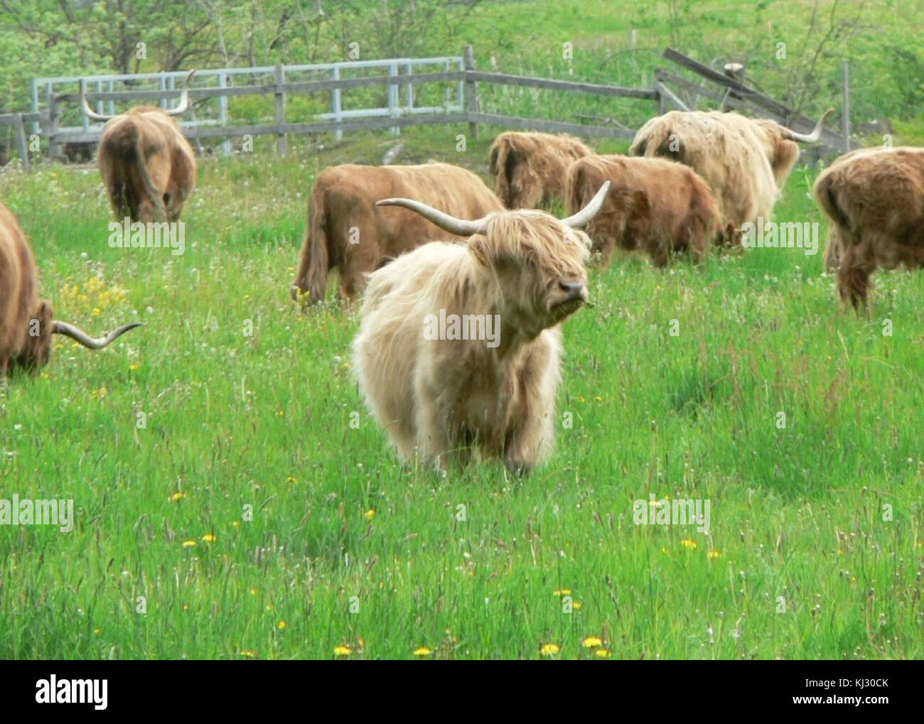 Long horned cattle on field eating grass Stock Photo - Alamy