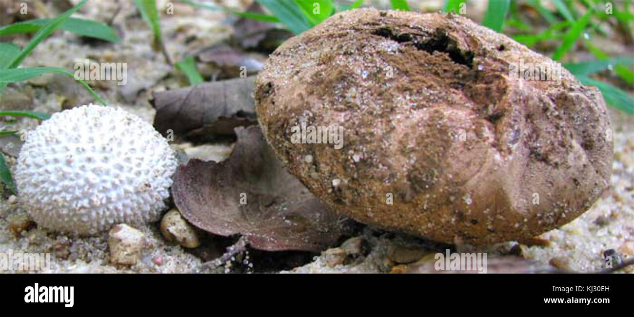 Lycoperdon candidum hi-res stock photography and images - Alamy