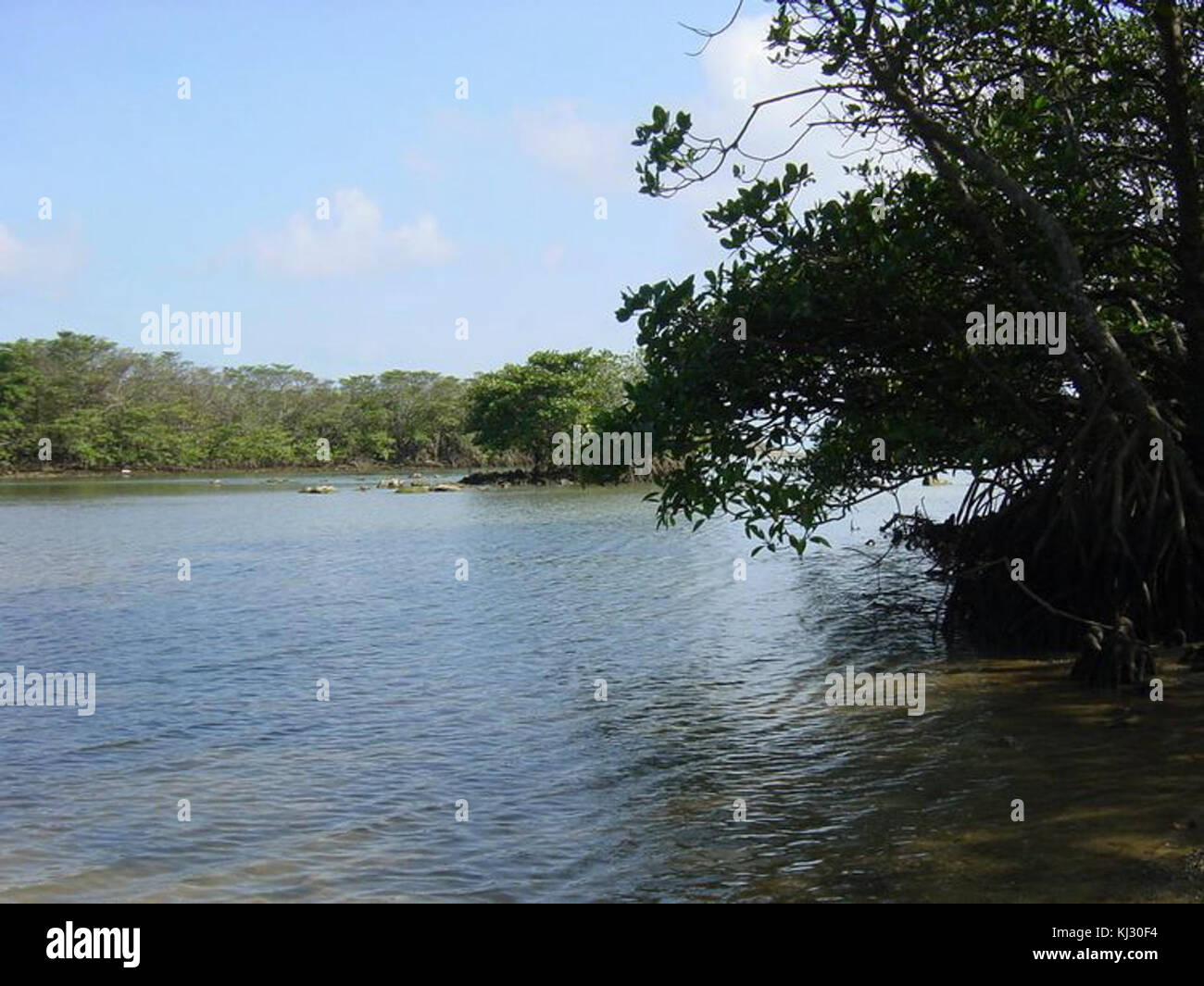 Mangrove of Miyara River Stock Photo - Alamy