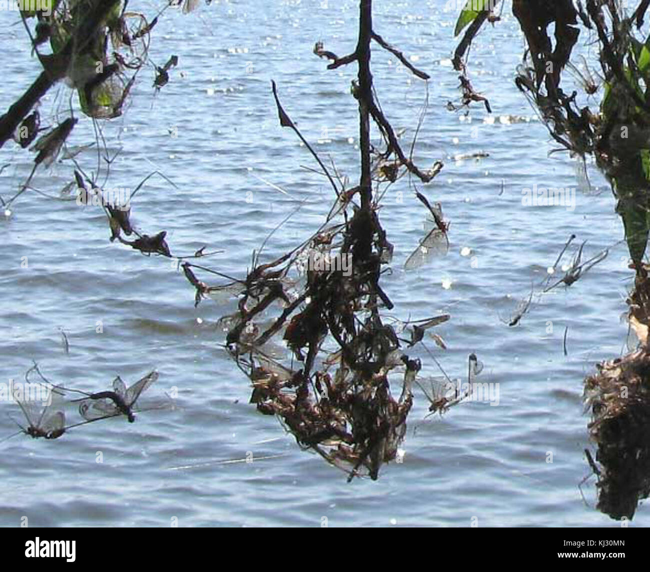 Mayflies book cover hi-res stock photography and images - Alamy