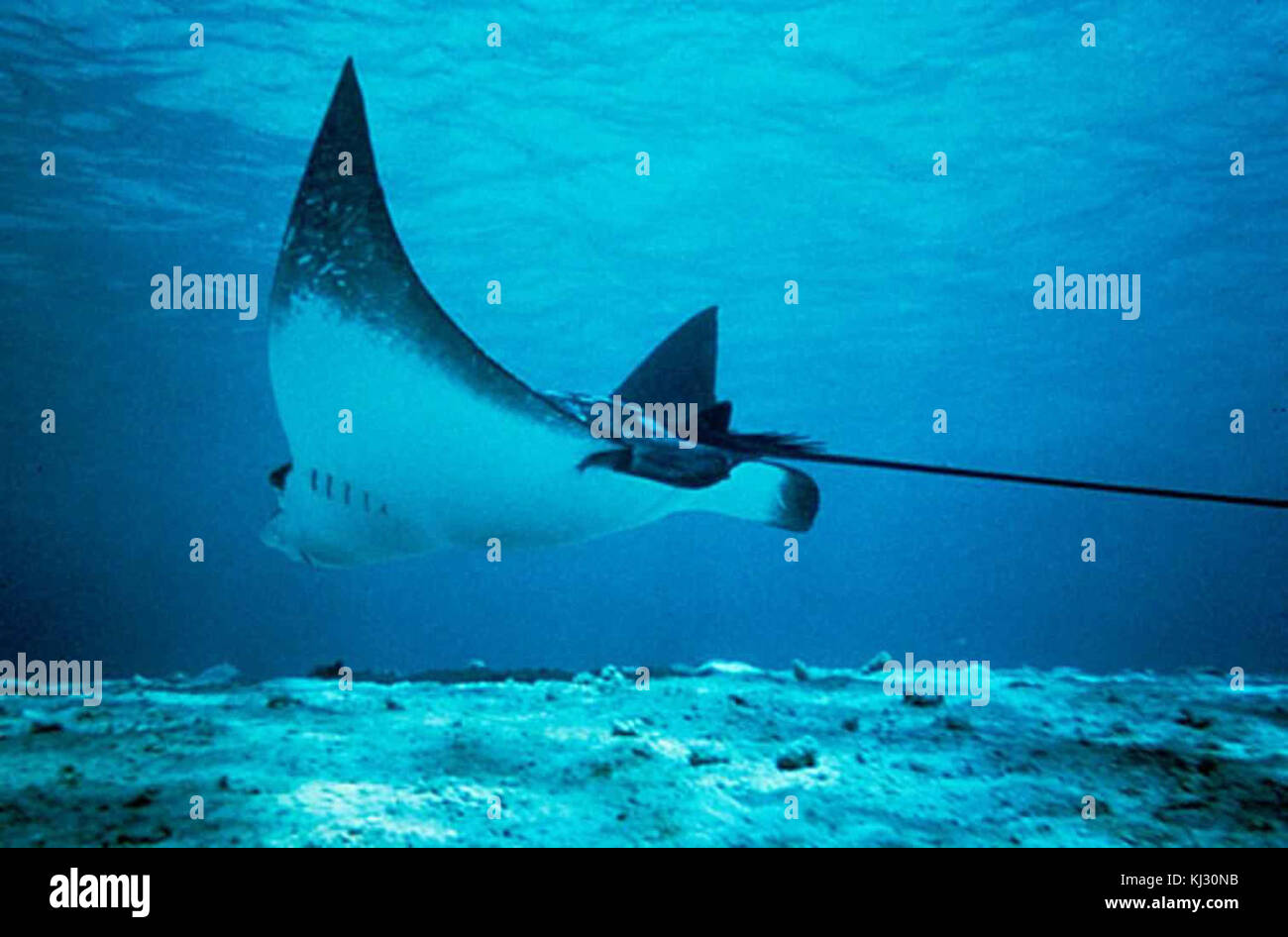 Elasmobranchii hi-res stock photography and images - Alamy