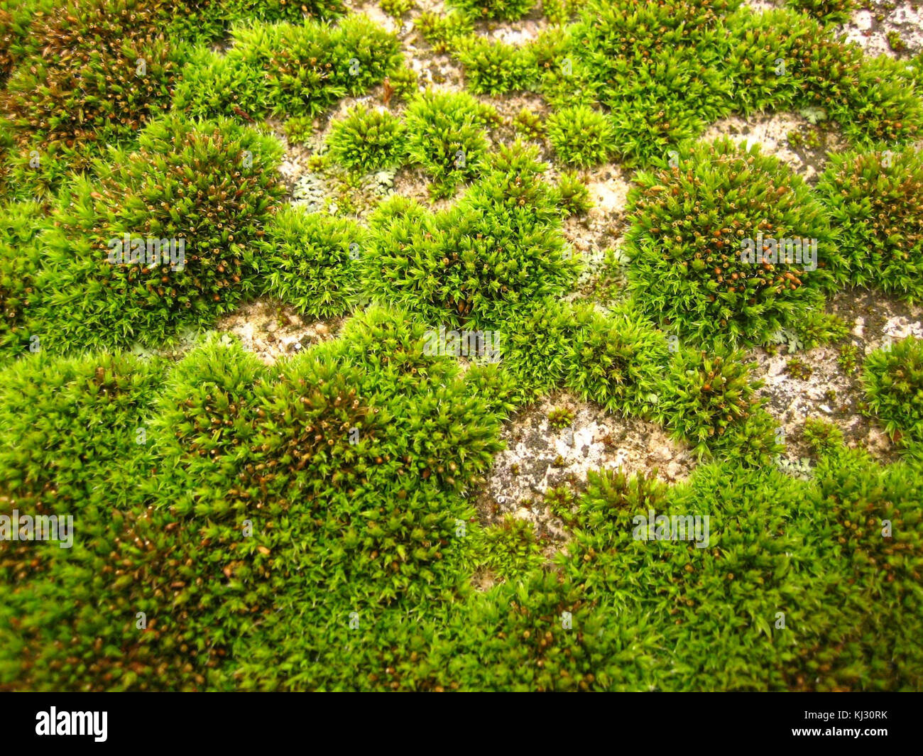 Moss green field Stock Photo - Alamy