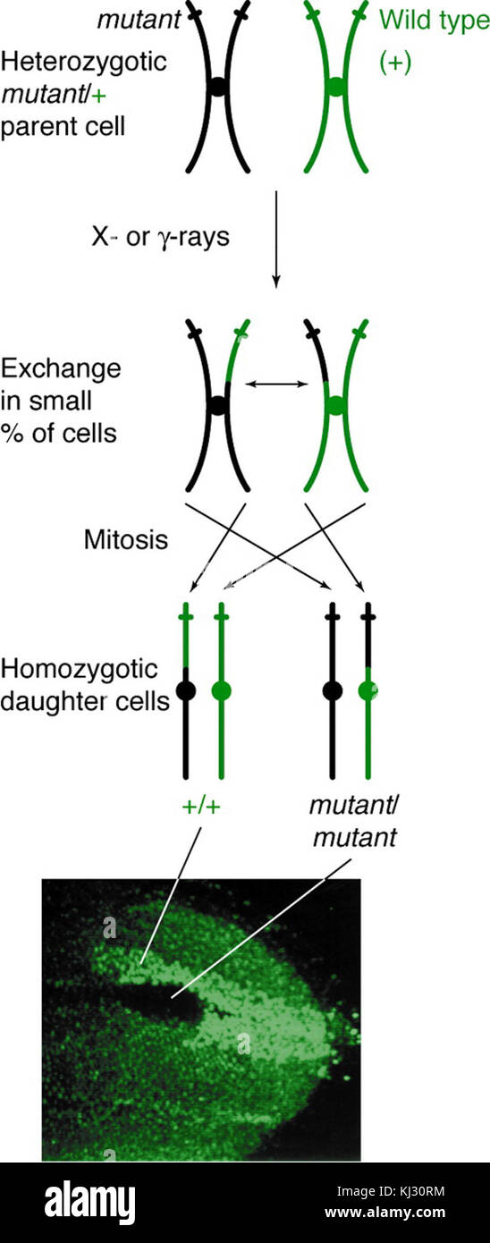 Recombination hi-res stock photography and images - Alamy