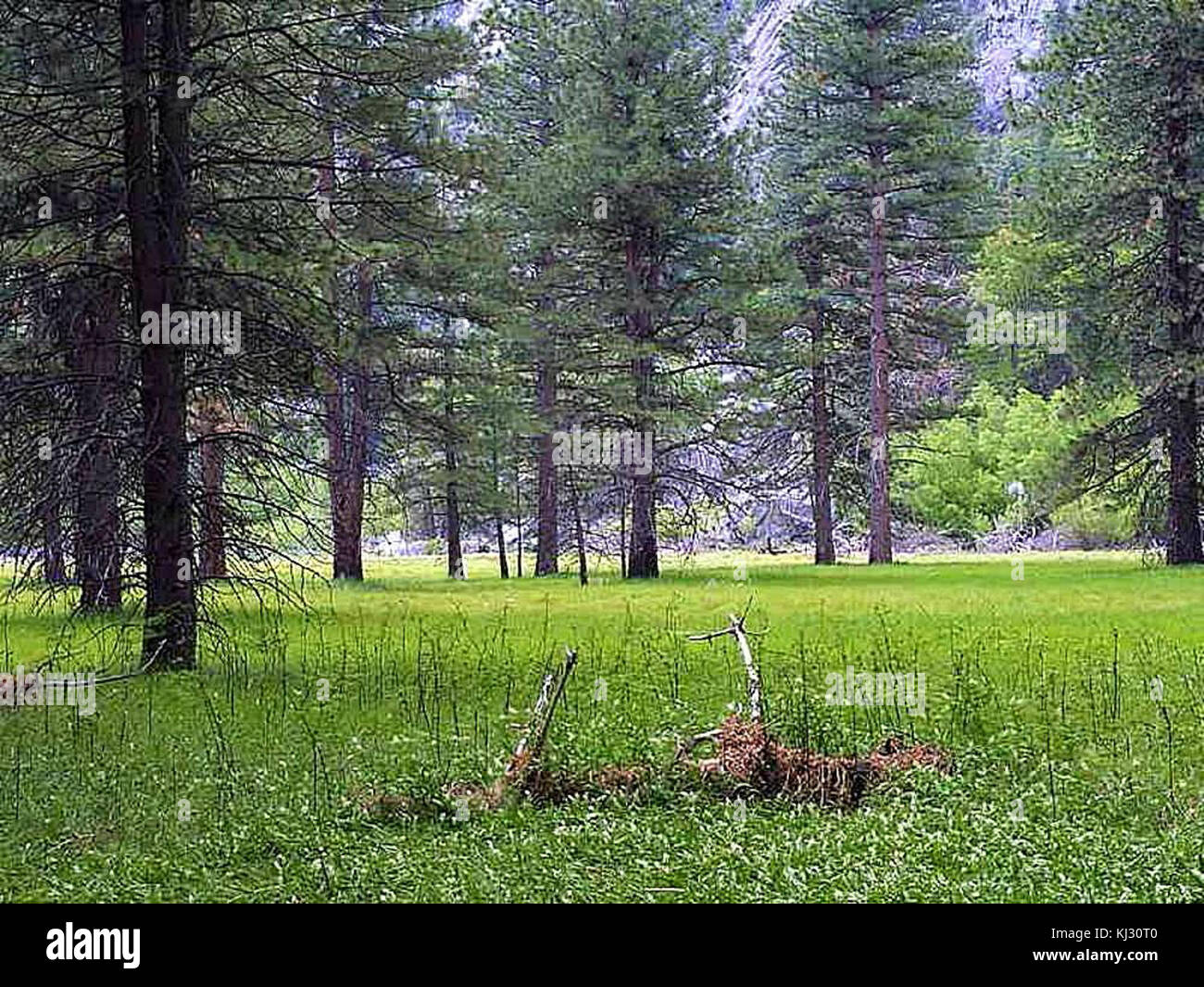 Meadows trees grasses pines Stock Photo - Alamy