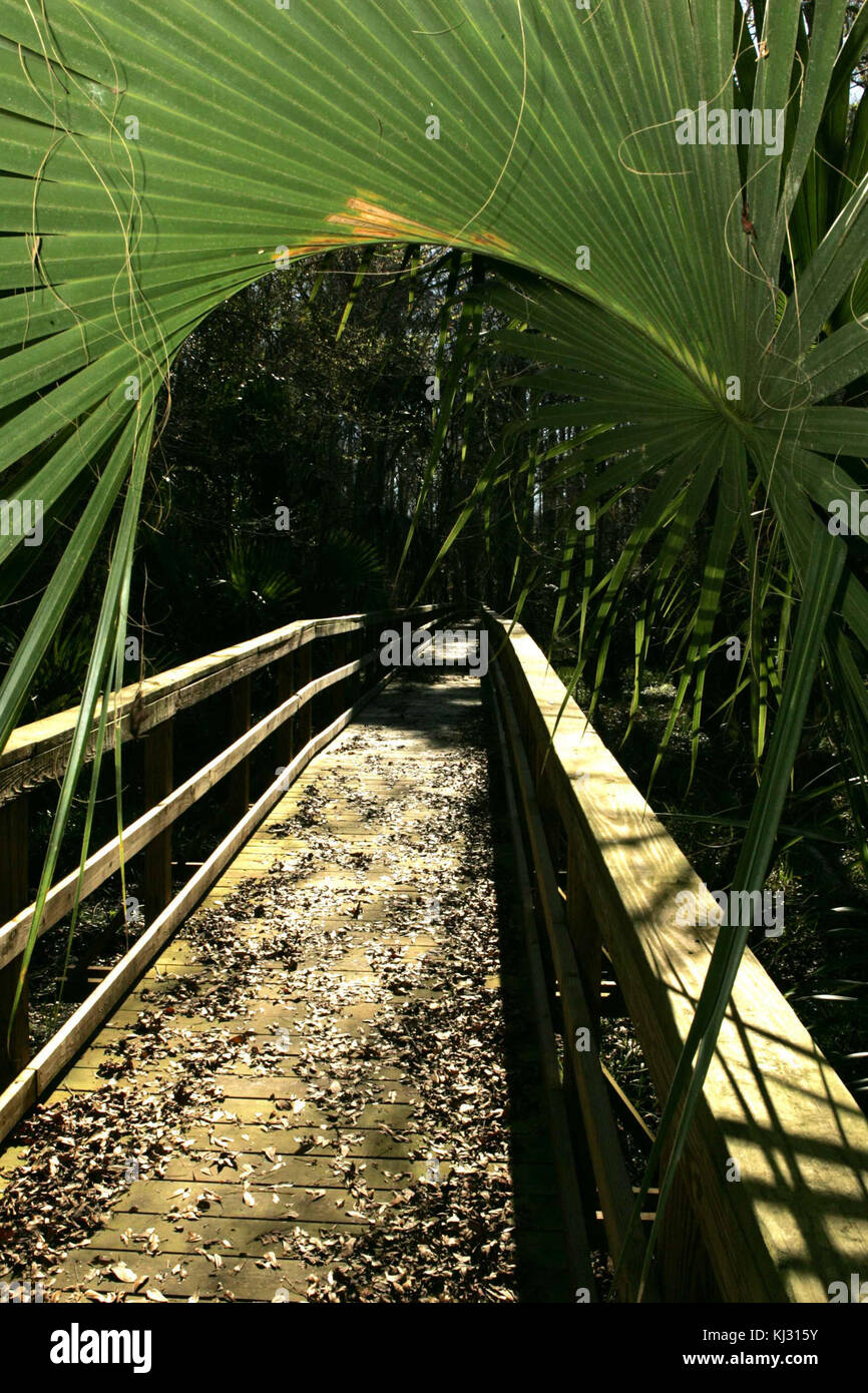 This image shows a small bridge crossing a path in a tropical forest ...