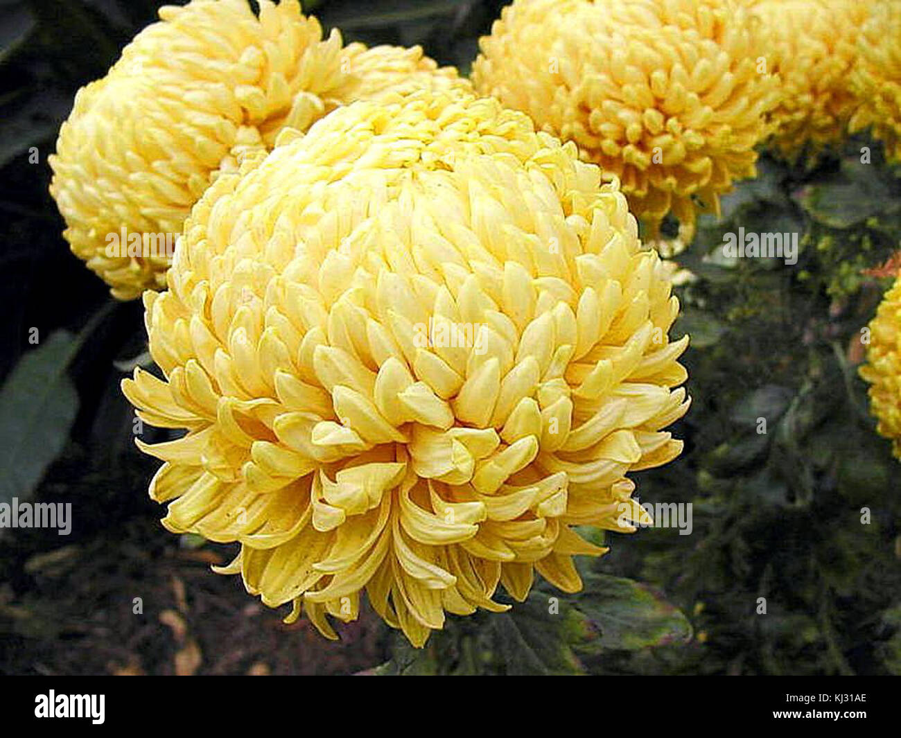 Mums several flowers yellow Stock Photo - Alamy