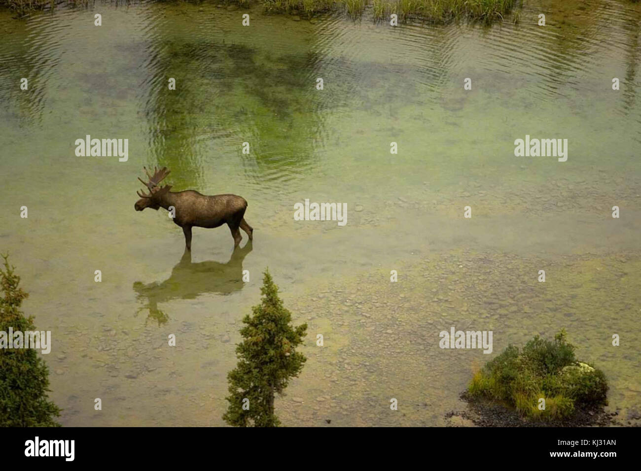 Aerial photo of moose in river Stock Photo - Alamy
