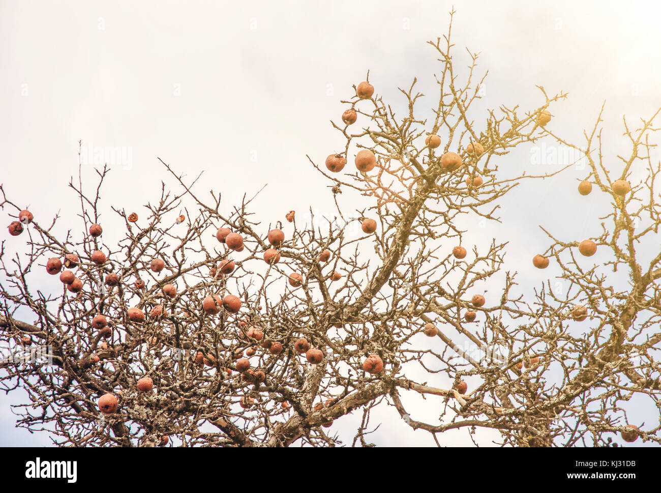 Apple tree without leaves and with fruit in winter. Seasonal natural ...