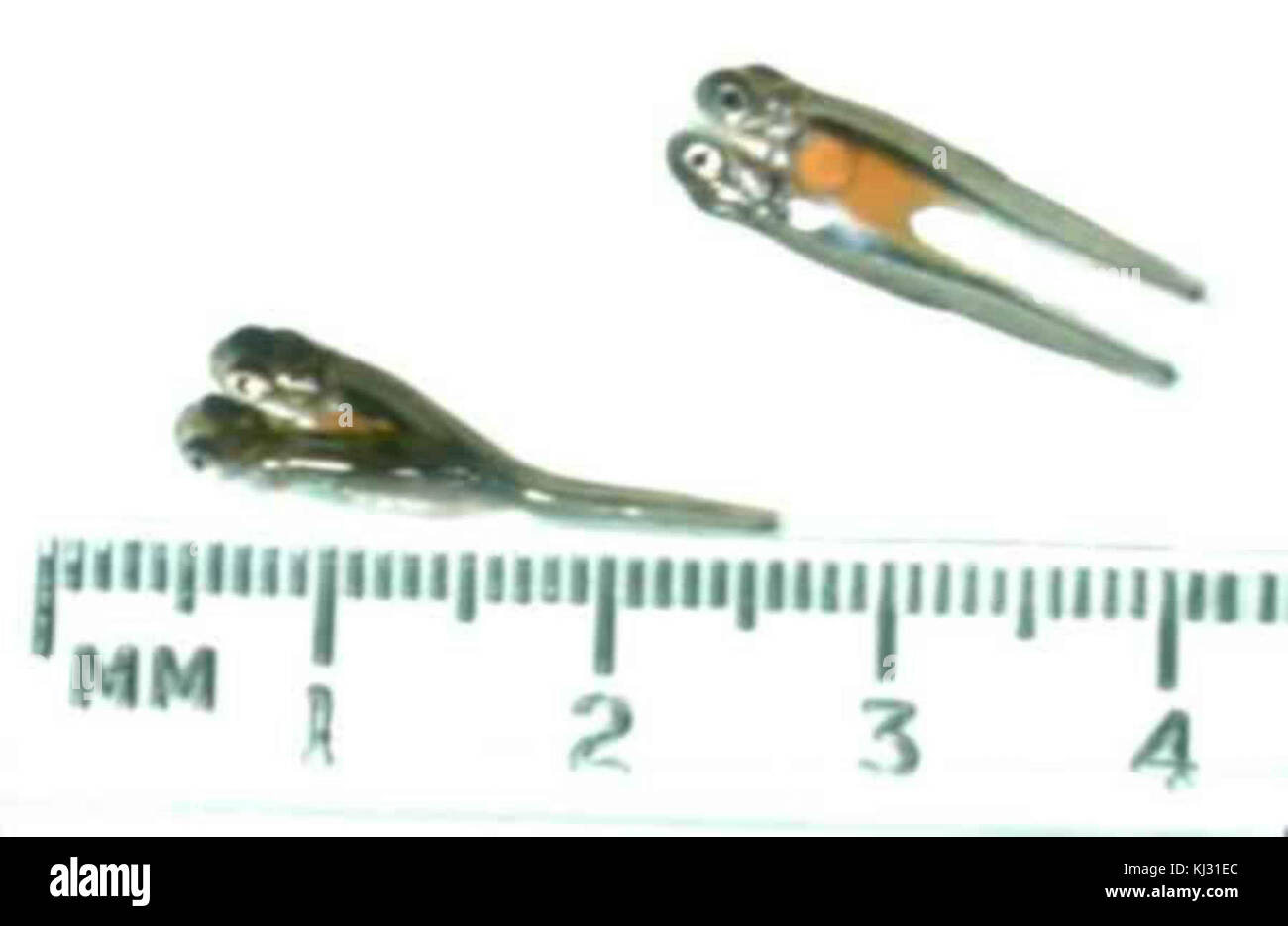 Small salmon alevin Stock Photo - Alamy