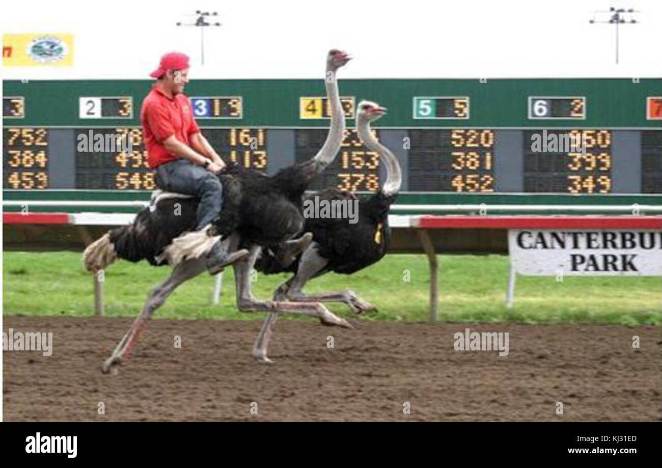 Ostrich racing hi-res stock photography and images - Alamy