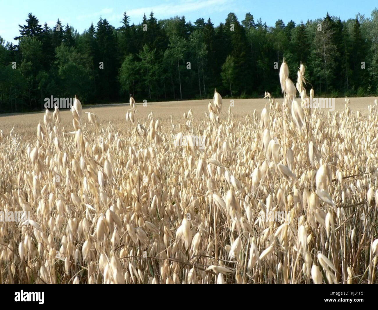 A cultivated field of oats, showing the agricultural growth of this ...