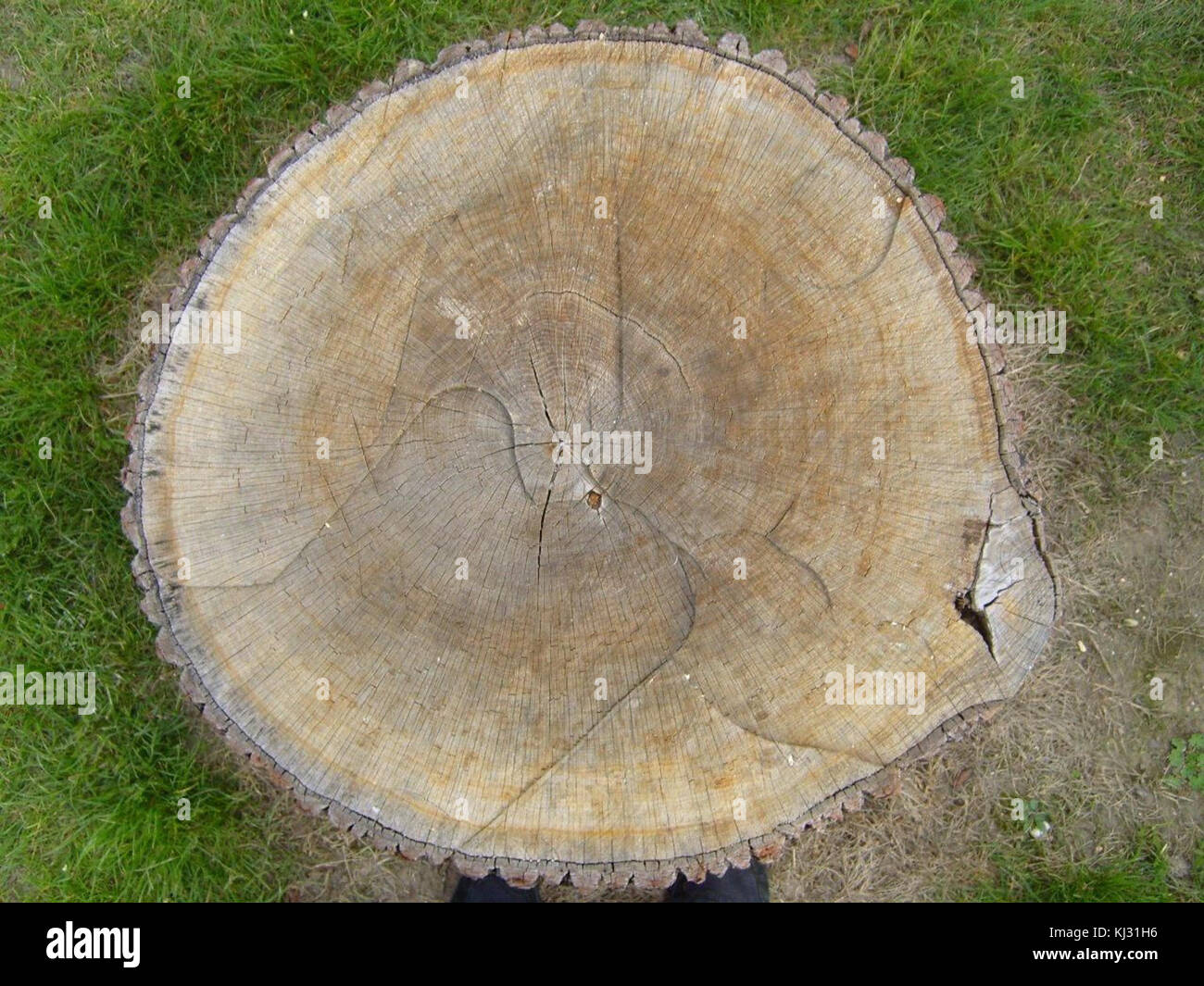This title refers to a wooden disc, possibly a natural tree disc, used ...
