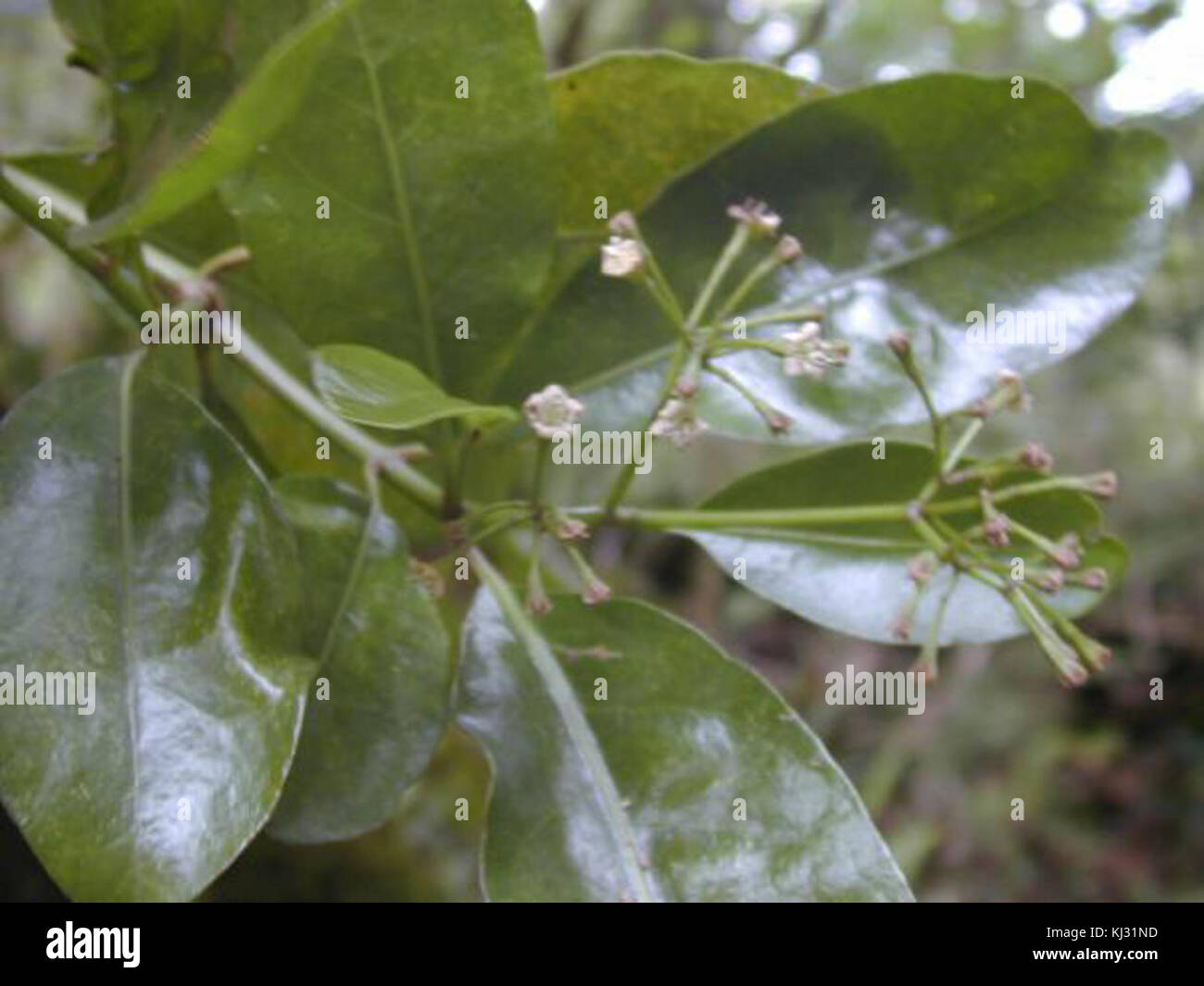 Pisonia hi-res stock photography and images - Alamy