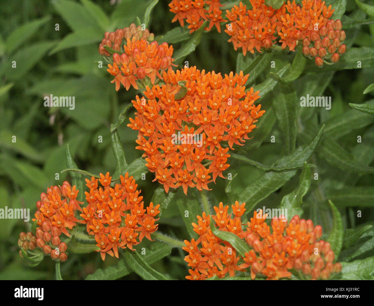 Ornamental bloom cycle hi-res stock photography and images - Alamy