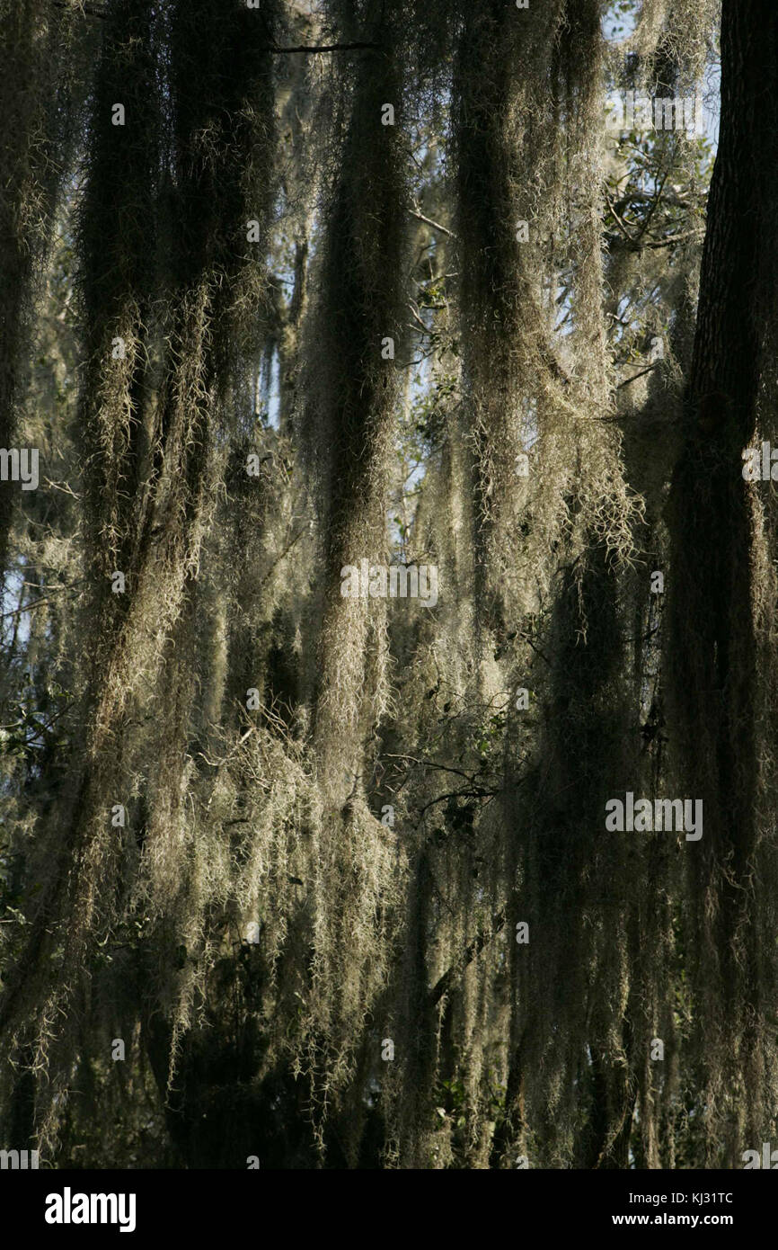 Beautiful spanish moss Stock Photo - Alamy