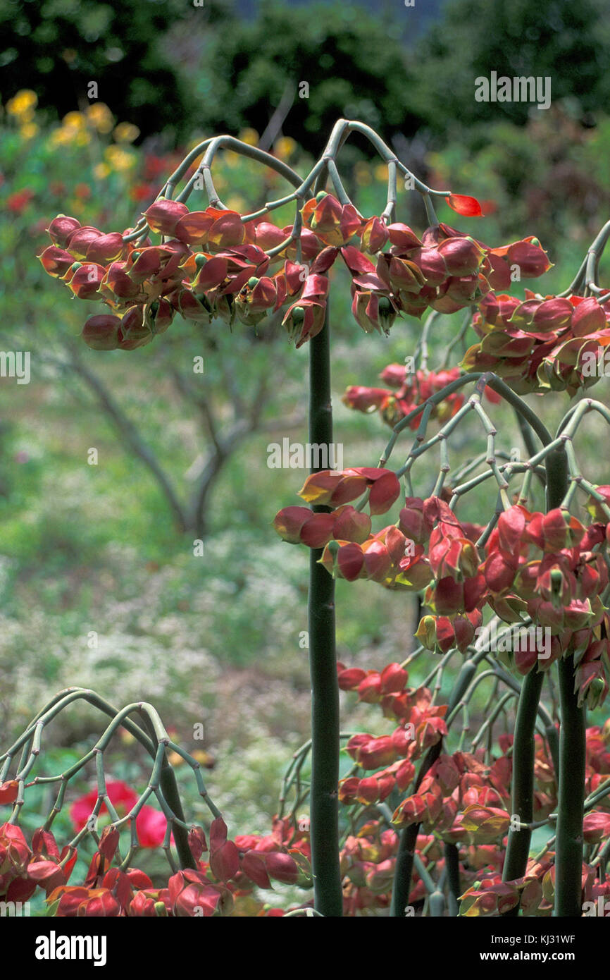 Pedilanthus bracteatus bright Stock Photo - Alamy