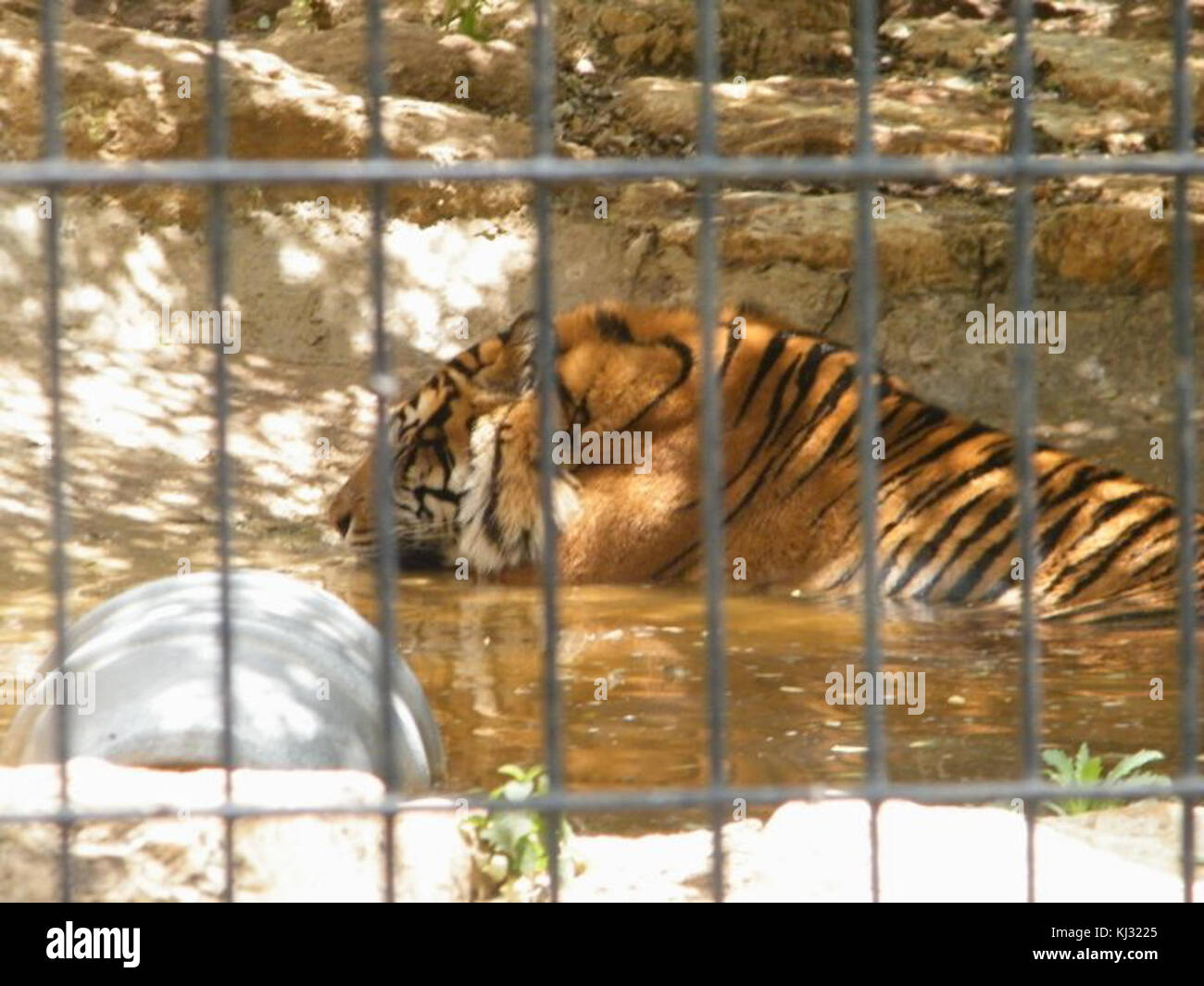 Israel 15804 Tiger Stock Photo - Alamy