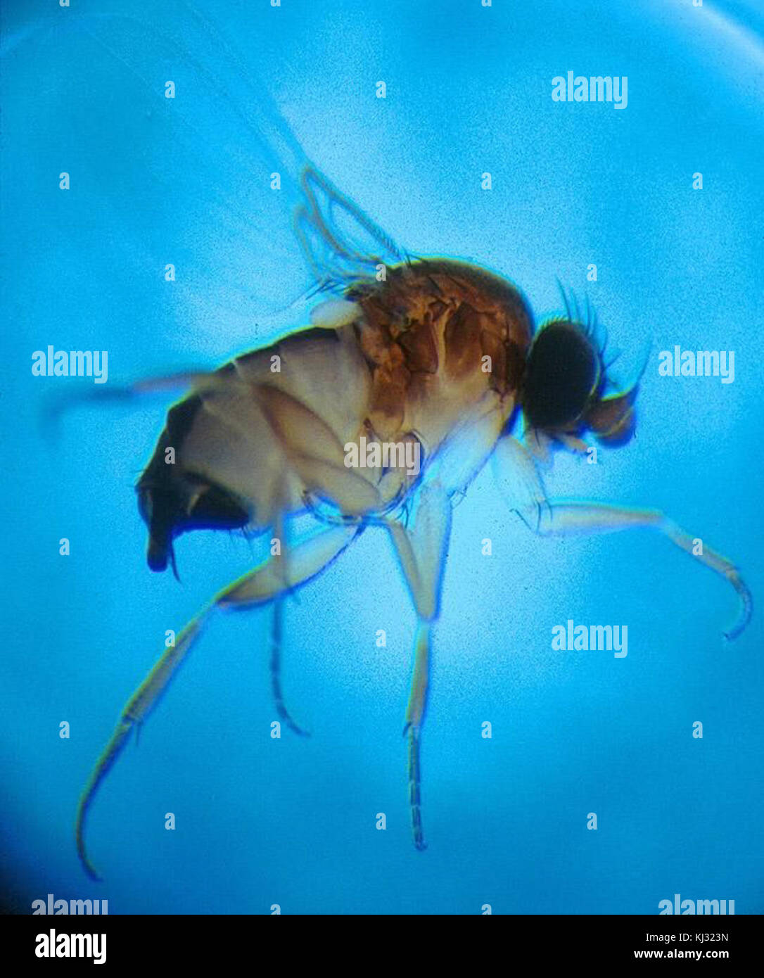 Phorid humpbacked fly Stock Photo - Alamy