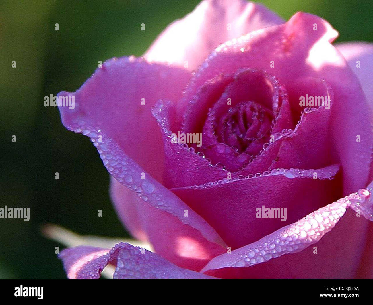 Pink roses dew Stock Photo - Alamy