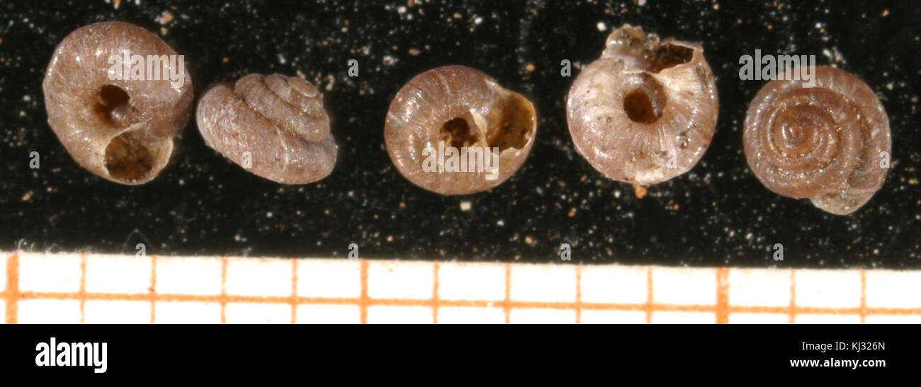 Shell_structure hi-res stock photography and images - Alamy