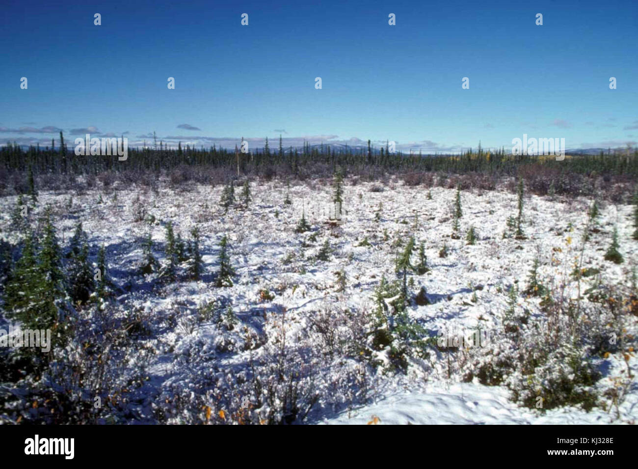 Snow scene of Tetlin national wildlife refuge Stock Photo - Alamy