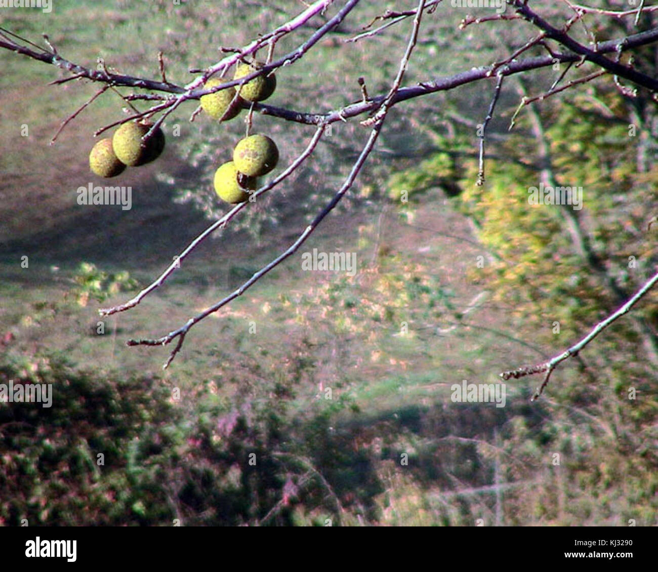 Walnuts about to fall off tree Stock Photo - Alamy