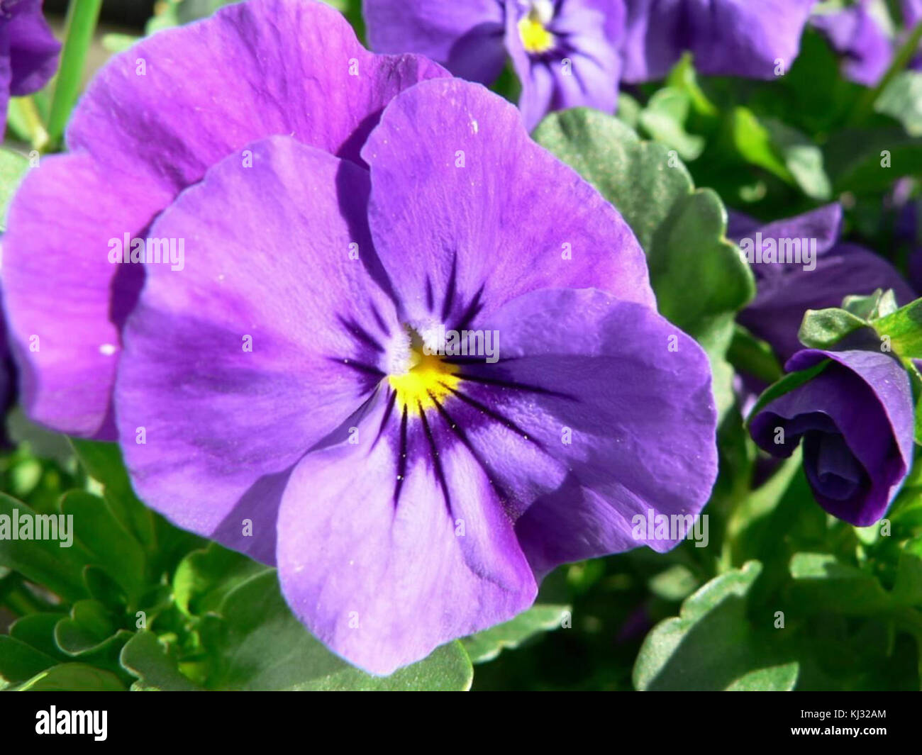 Purple pansy flower Stock Photo - Alamy