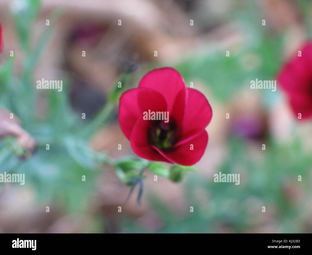 Pretty red grass flower Stock Photo - Alamy