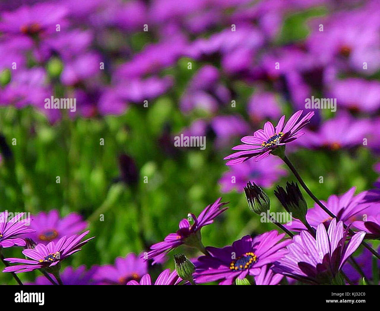 Purple daisies daisy Stock Photo - Alamy