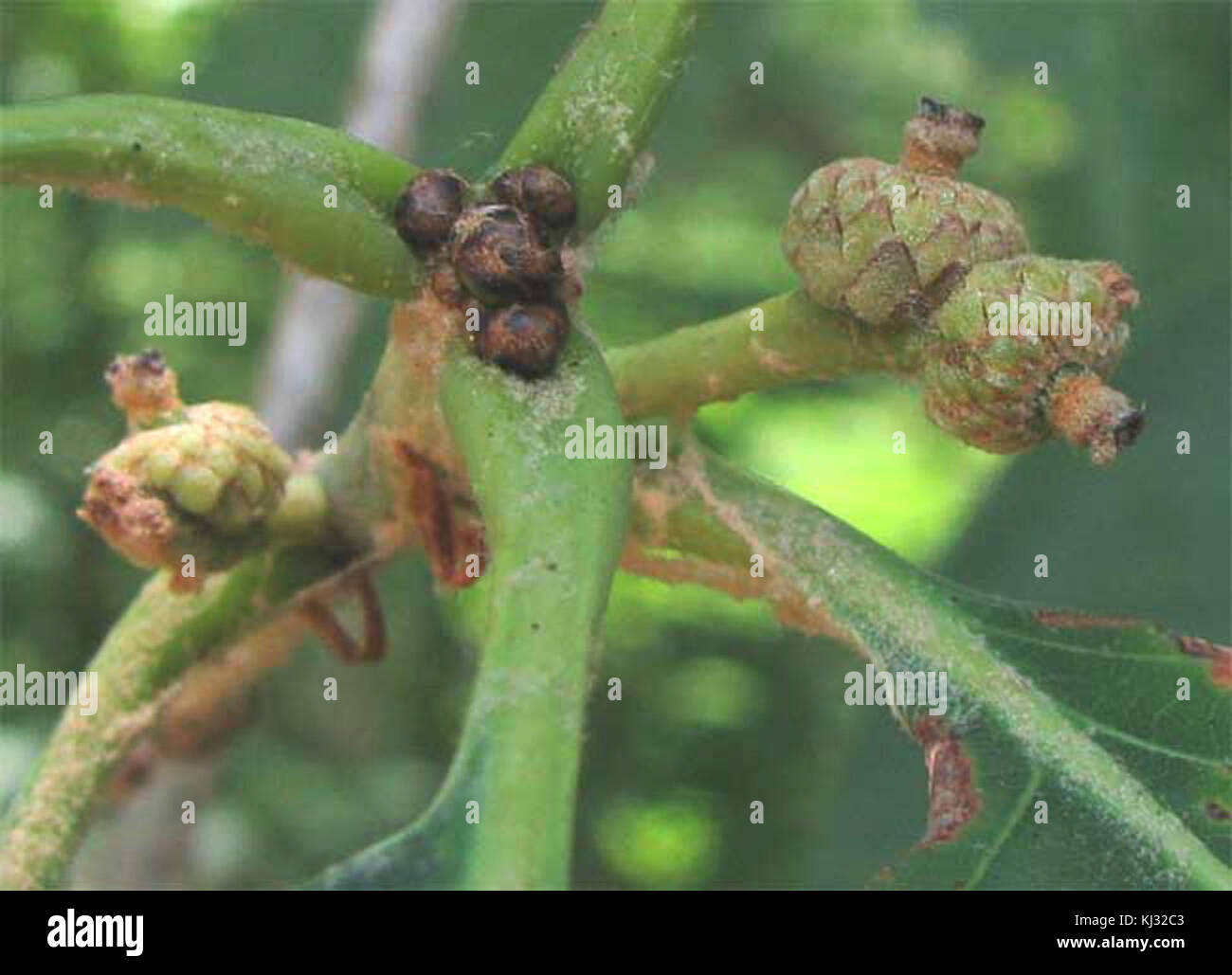 Quercus alba illustration hi-res stock photography and images - Alamy