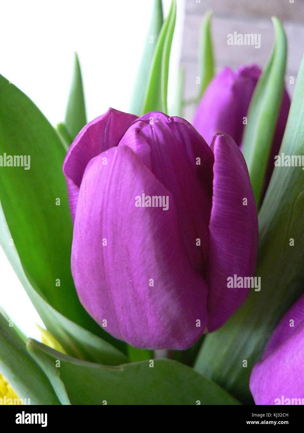 Tulip varieties display hi-res stock photography and images - Alamy